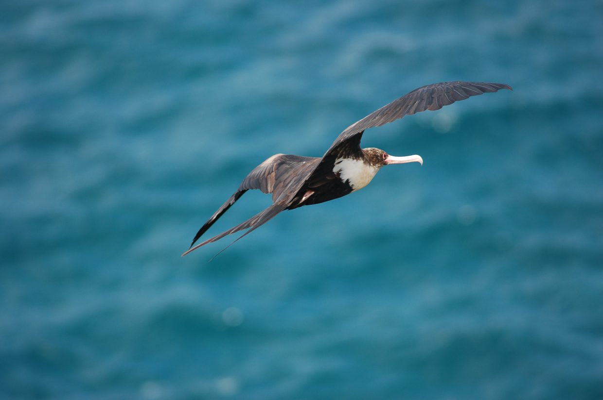 Seabird species – Mollymawk